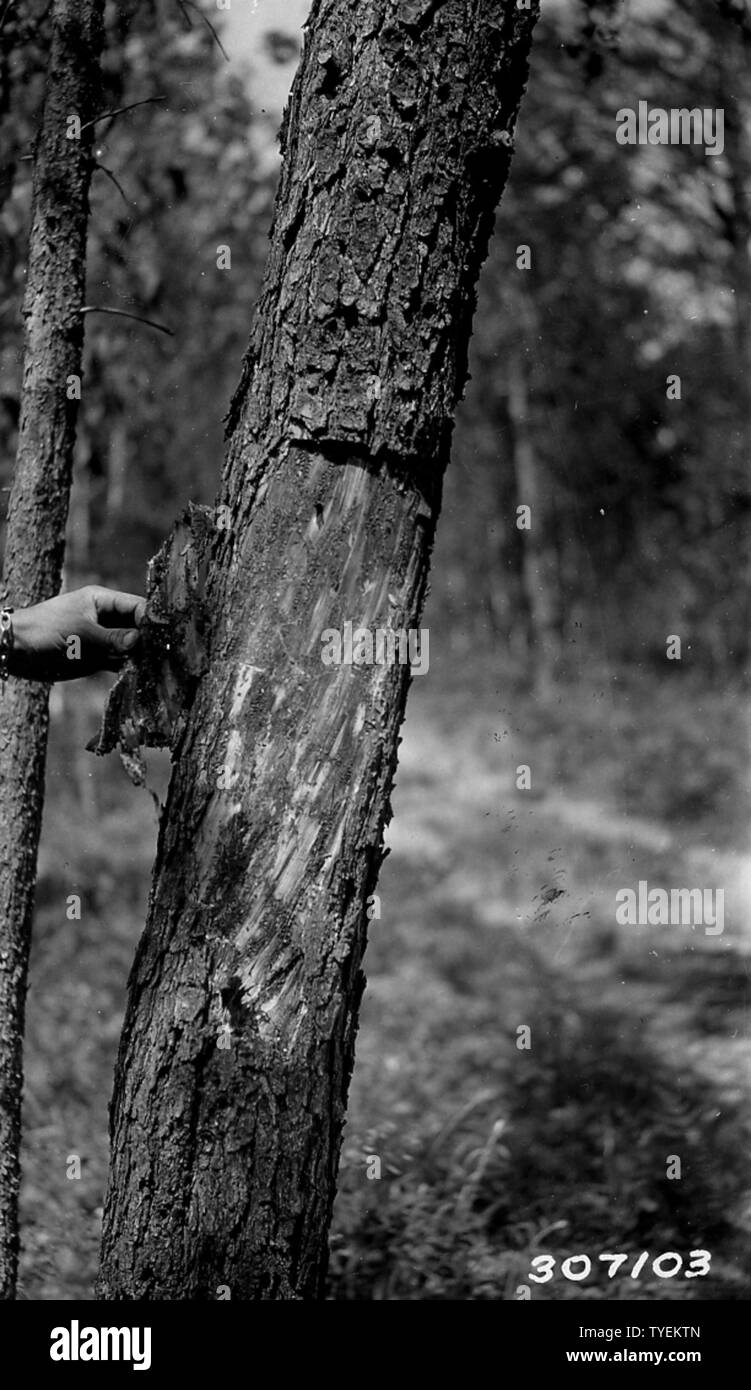 Photograph of a Jack Pine Attacked by an Ips Pini Bark Beetle; Scope ...