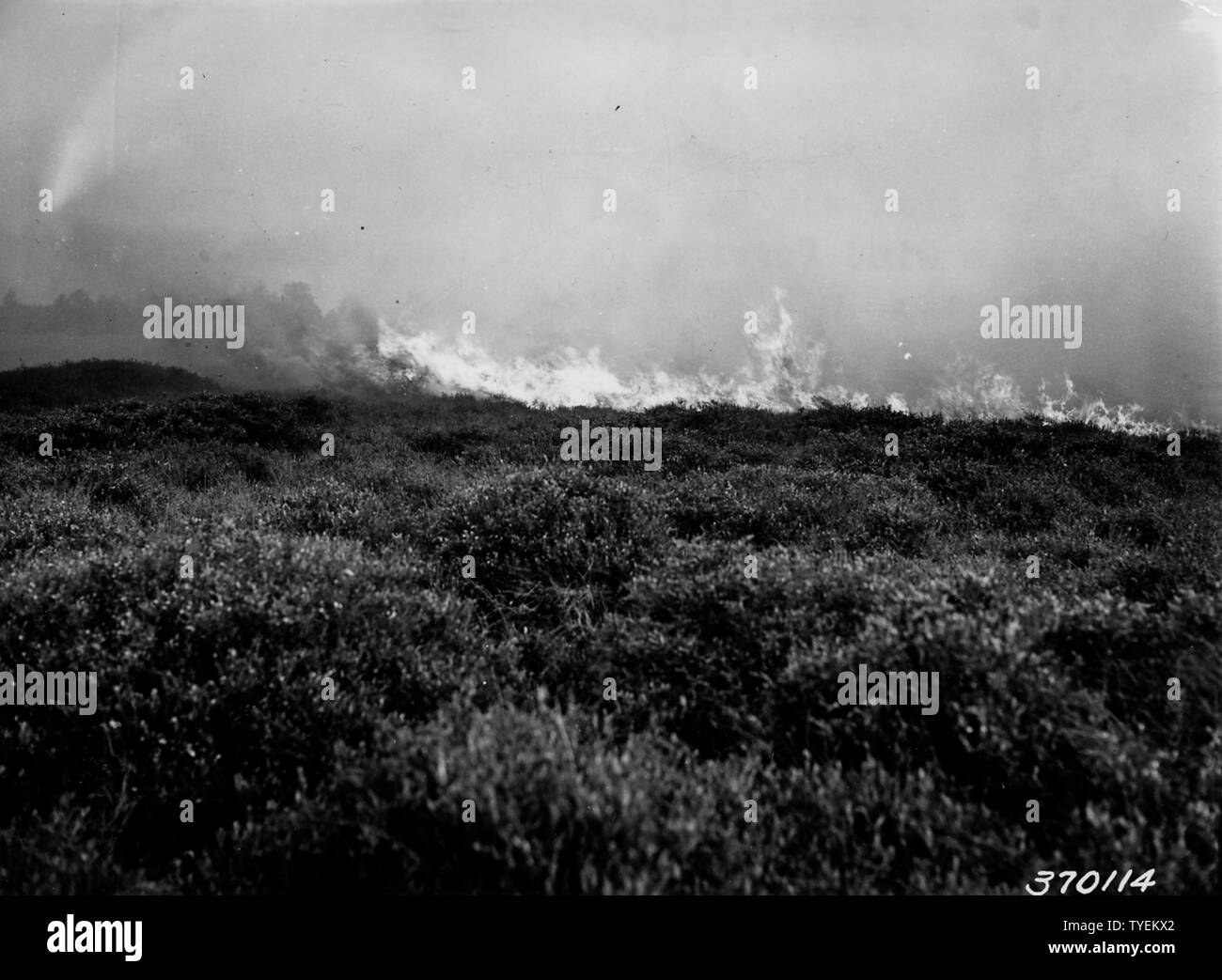 Photograph of a Forest Fire; Scope and content: Original caption: The ...