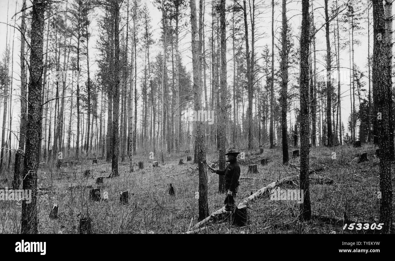 Photograph of a Forest Service Timber Sale Within 100 Years of the ...