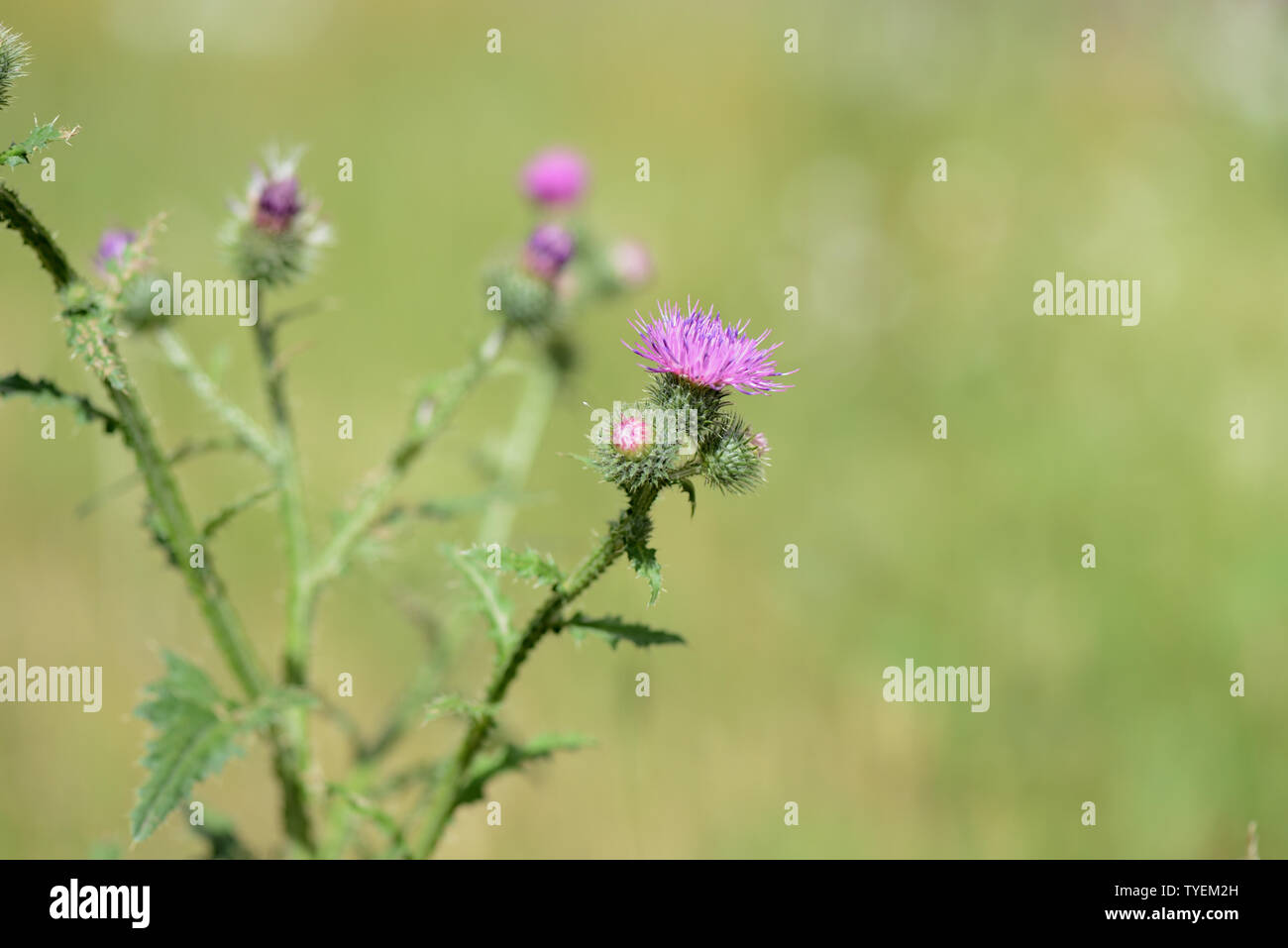 Blooming thistle on a sunny summer day close-up Stock Photo - Alamy