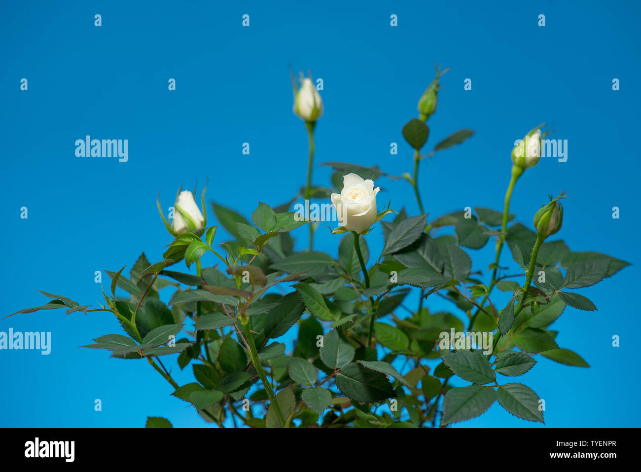 Miniature rose houseplant hi-res stock photography and images - Alamy