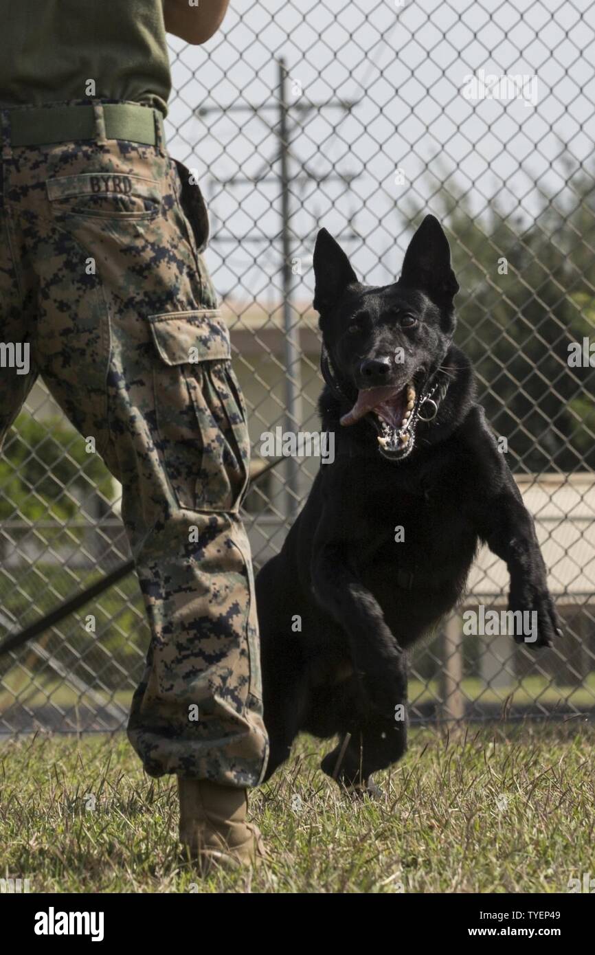 Dak, a U.S. Marine Corps Military Working Dog (MWD) assigned to the ...