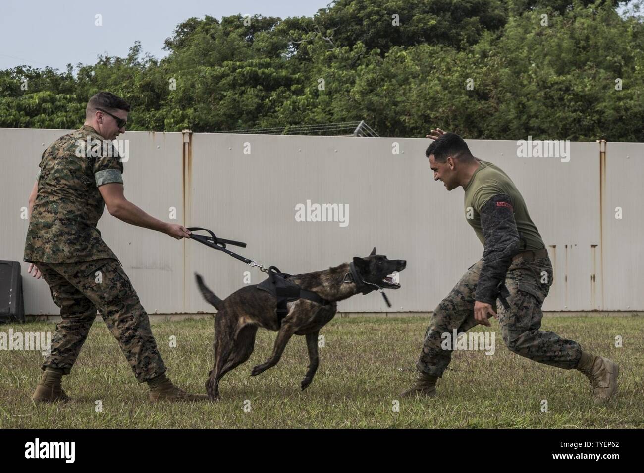 U.S. Marine Cpl. Max Belcaro, dog handler, with Provost Marshalls ...