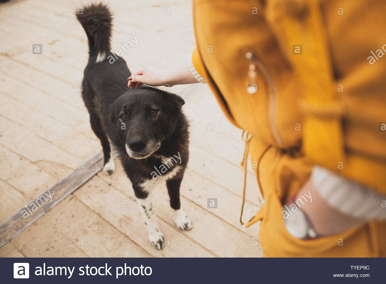 Kindness To Animals Stock Photos & Kindness To Animals Stock Images - Alamy
