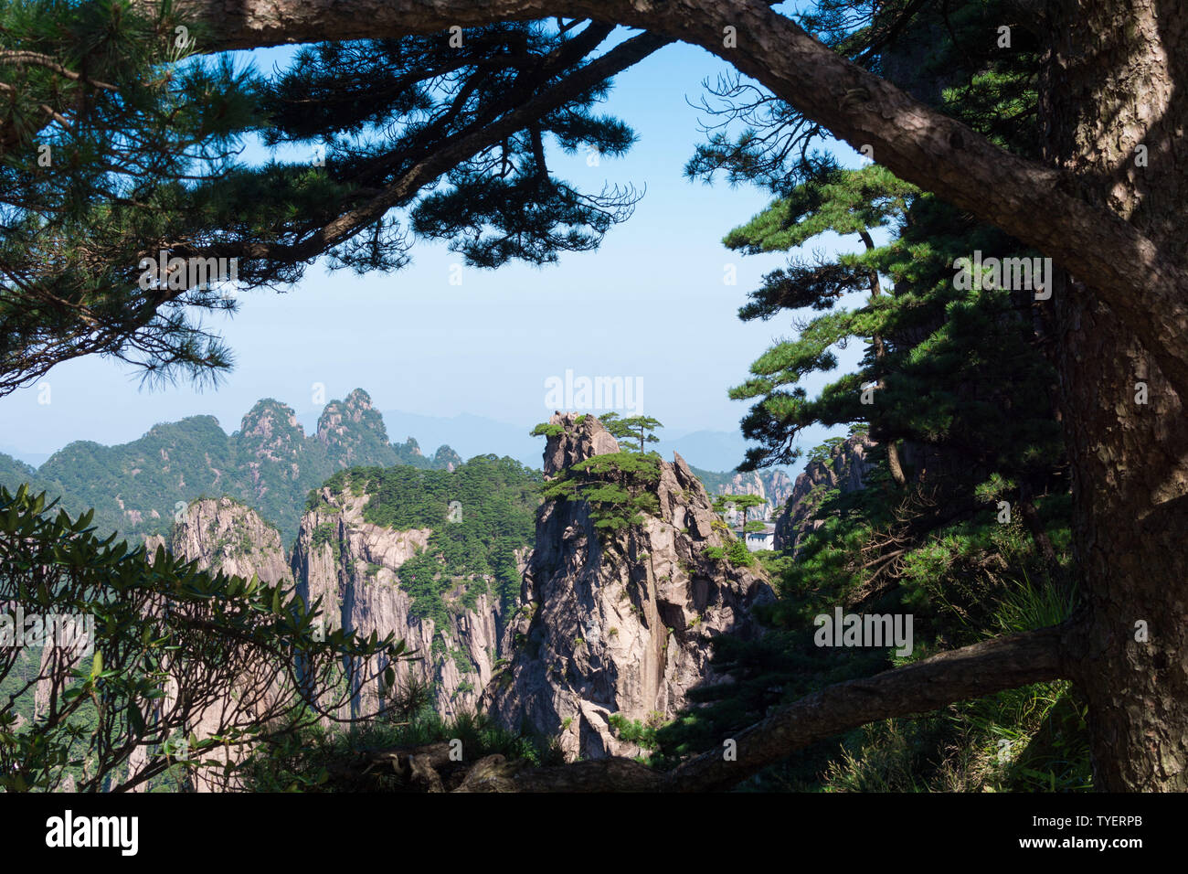 Huangshan pine Huangshan pine scenery in Huangshan, Anhui, China Stock ...