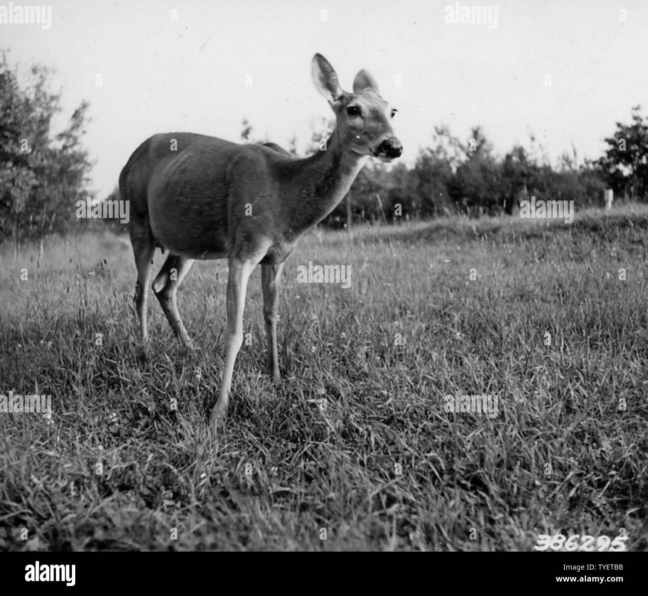 Photograph of an Old Doe with a Long Ewe Neck; Scope and content ...