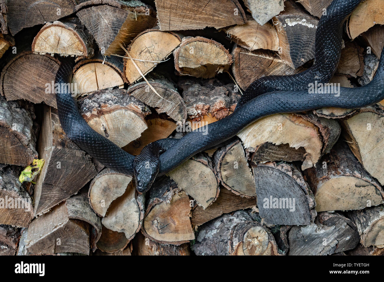 A beautiful black rat snake curled up on a pile of split logs Stock ...