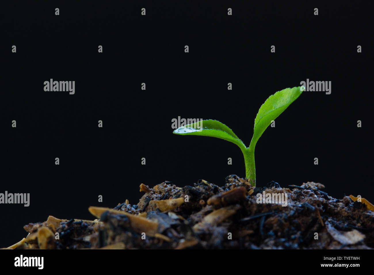 Good soil hi-res stock photography and images - Alamy