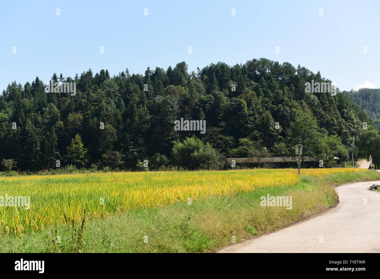 Grain planting and pastoral farms hi-res stock photography and images ...