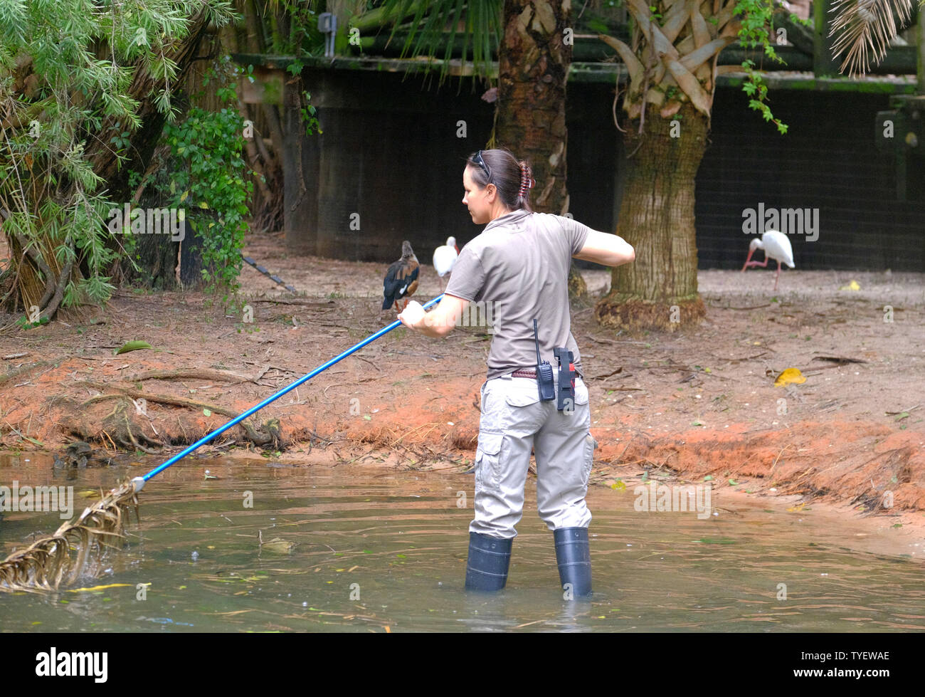 A zoo worker at the Palm Beach Zoo is seen cleaning storm debris from ...