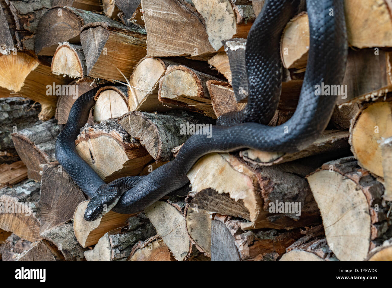 Snake curled up hi-res stock photography and images - Alamy