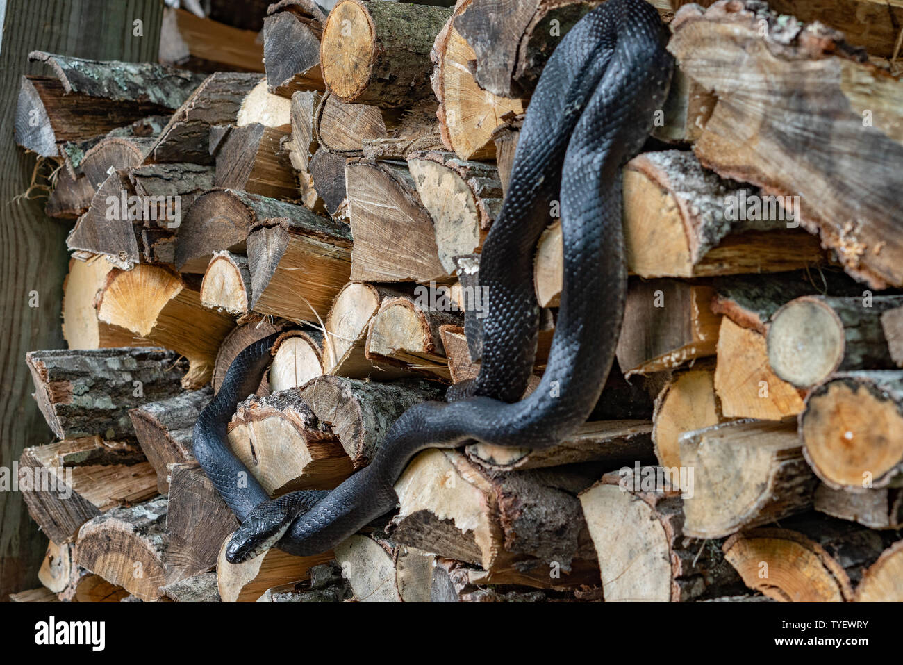 A beautiful black rat snake curled up on a pile of split logs Stock ...