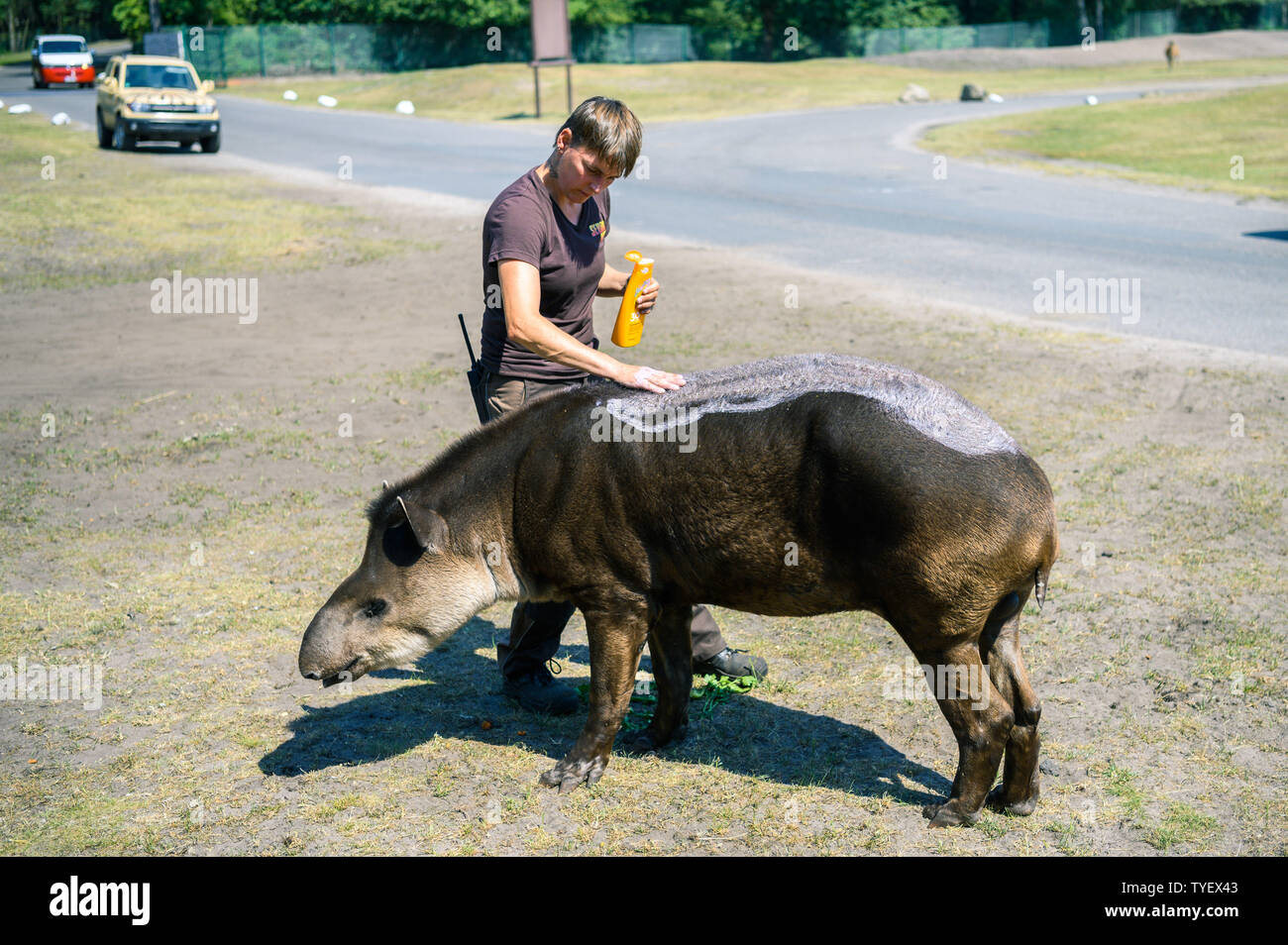 Stubby animal hi-res stock photography and images - Alamy