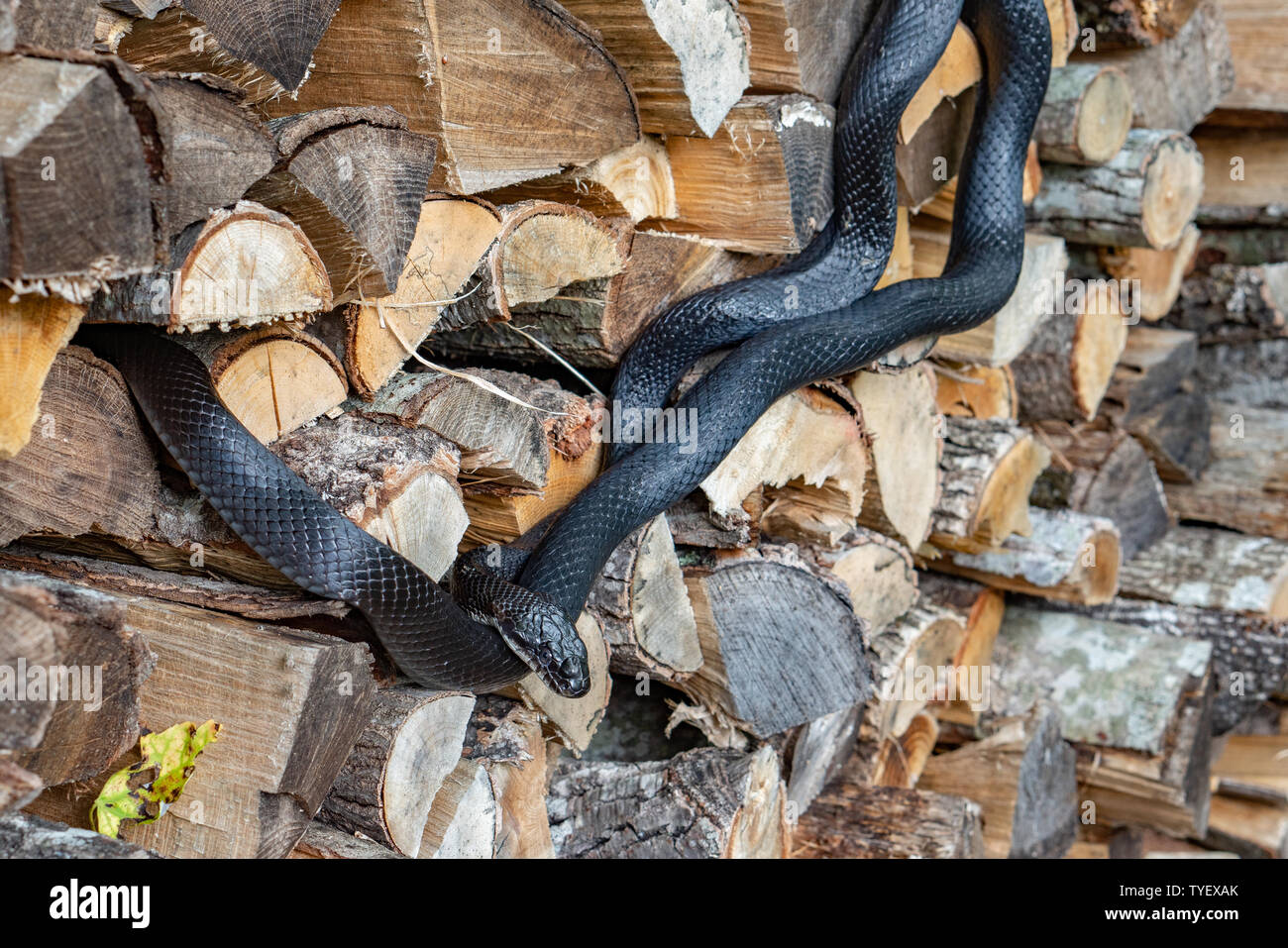 A beautiful black rat snake curled up on a pile of split logs Stock ...