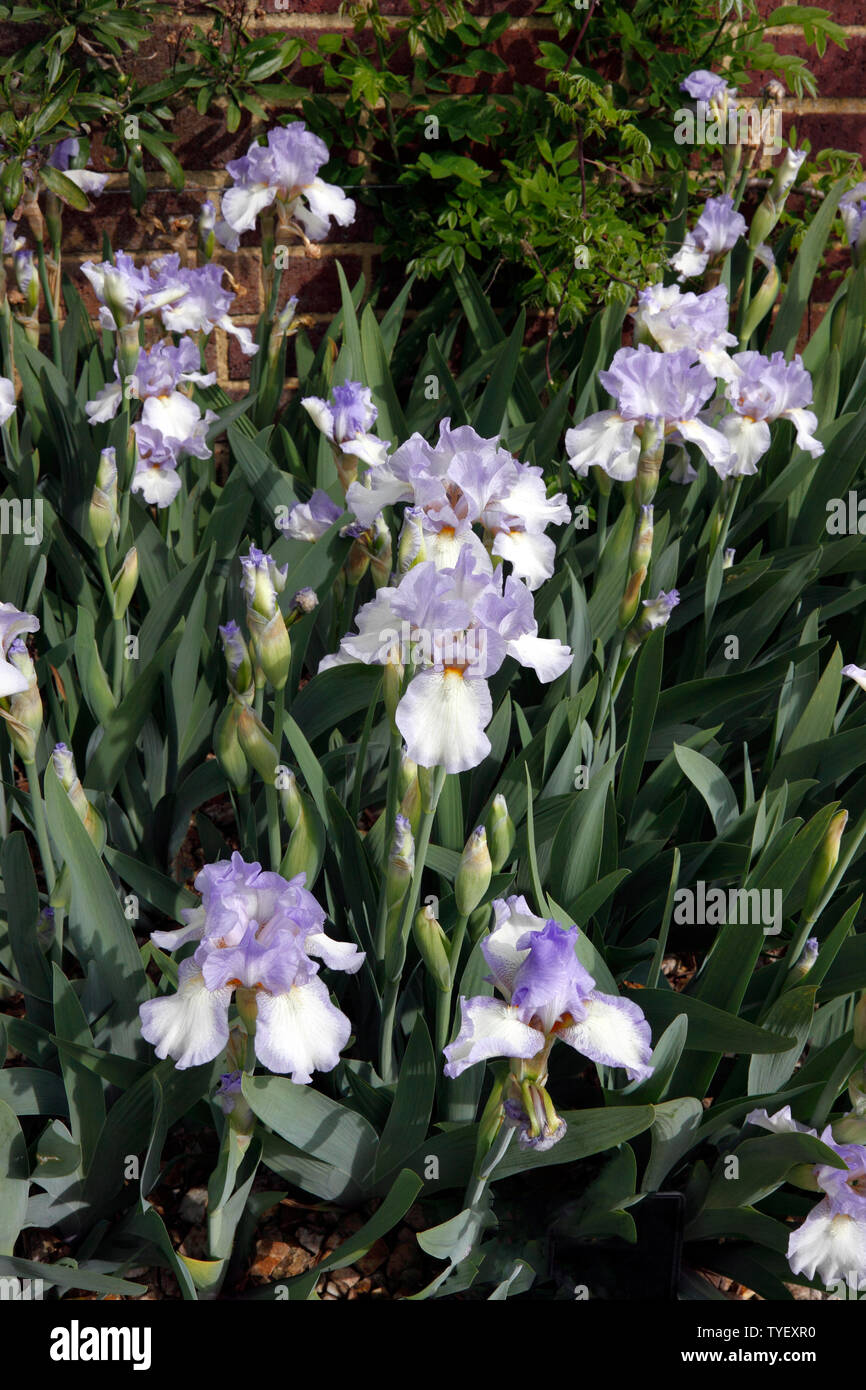 BEARDED BLUE IRIS CANNINGTON SKIES Stock Photo - Alamy