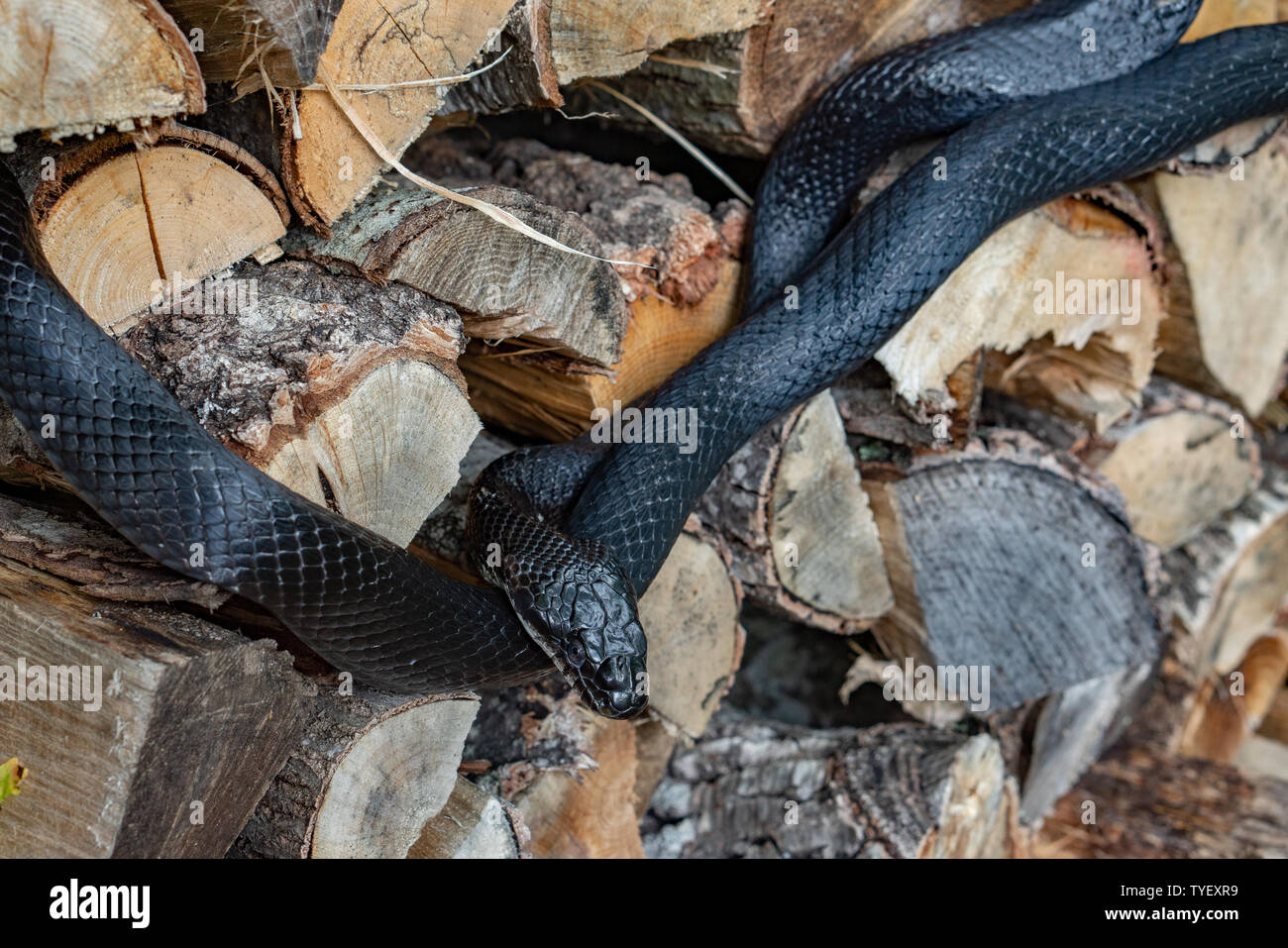 A beautiful black rat snake curled up on a pile of split logs Stock ...