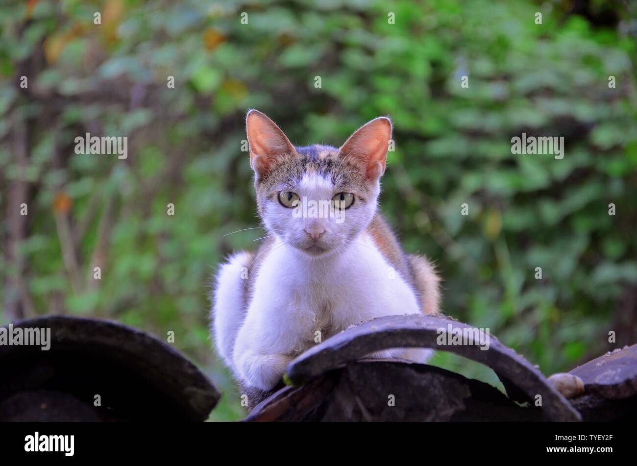 Mr cat hi-res stock photography and images - Alamy