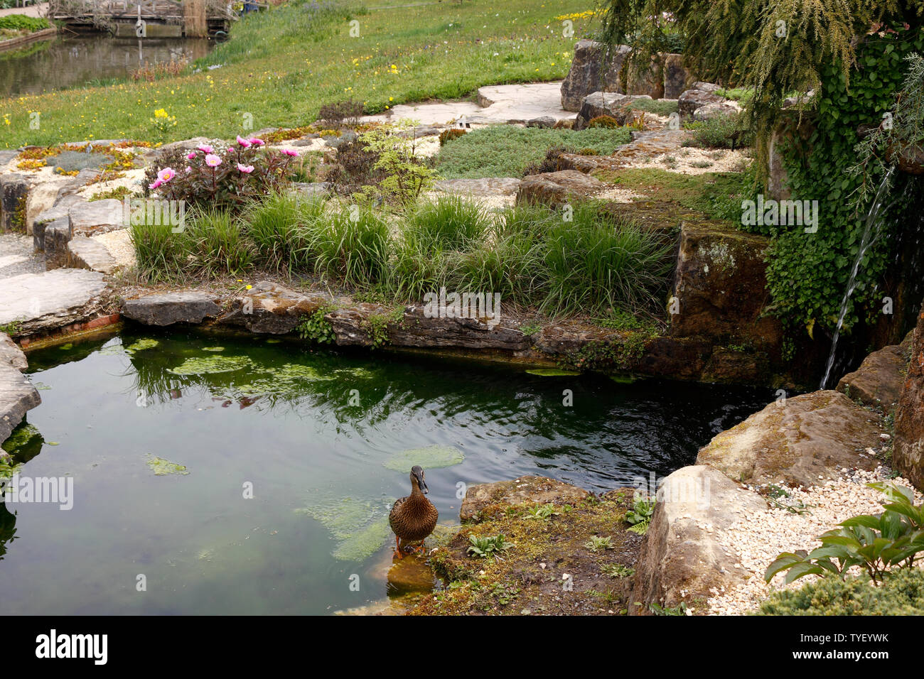ROCK GARDEN WATER FEATURE. RHS WISLEY SPRING Stock Photo - Alamy