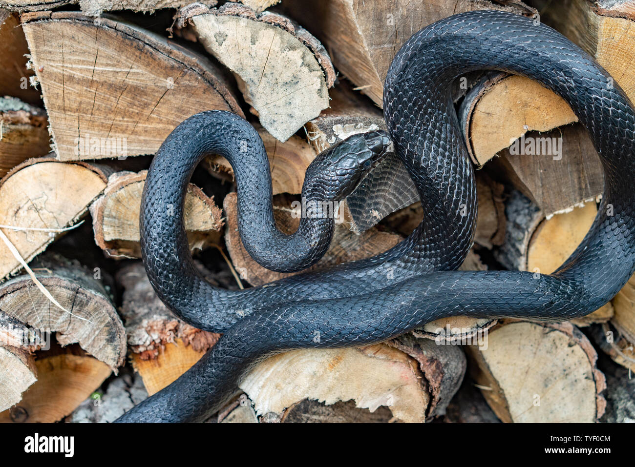 Black rat snake hi-res stock photography and images - Alamy