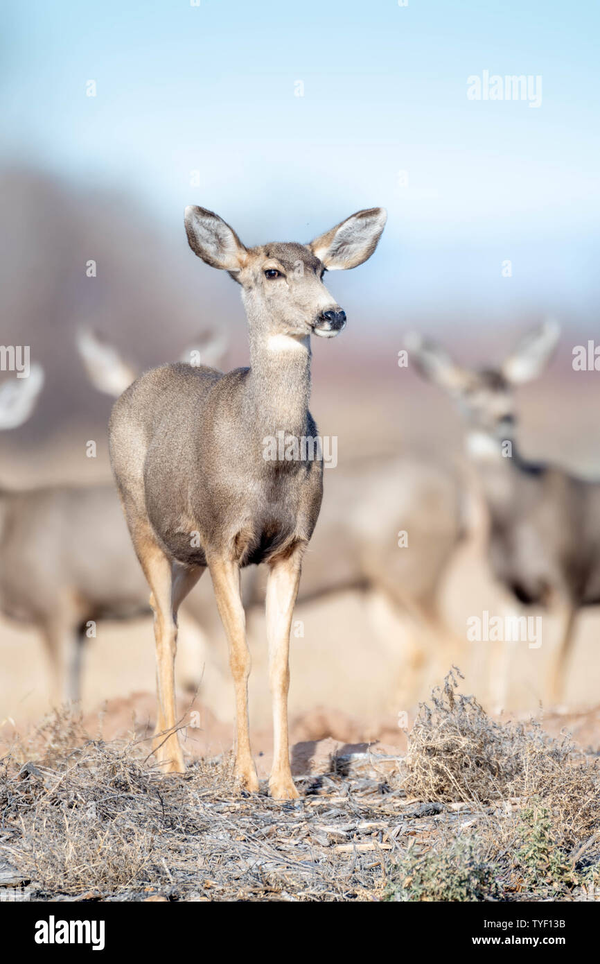 Rocky Mountain Mule Deer, (Odocoilius hemionus hemionus), does ...
