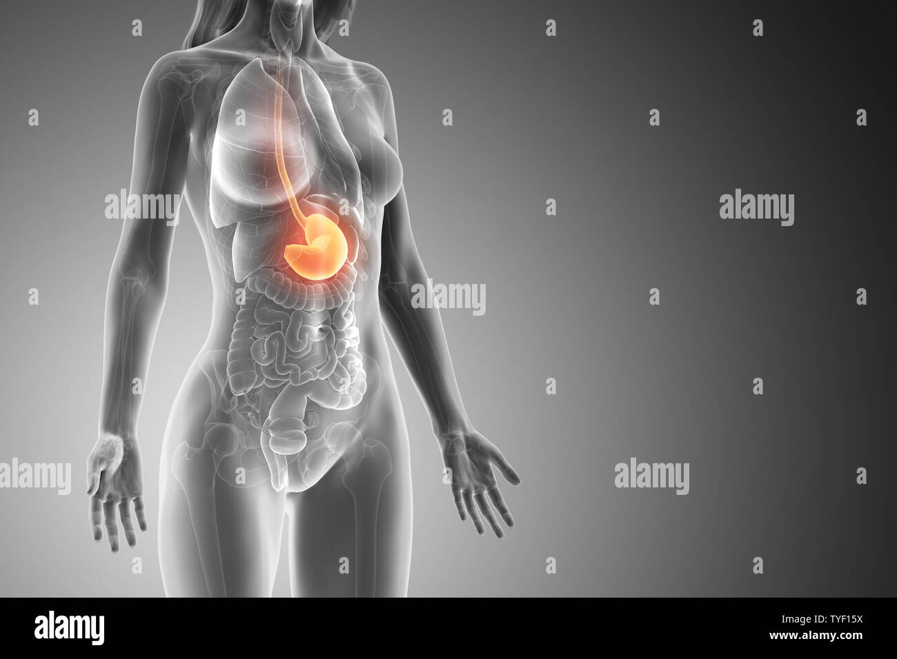 3d rendered medically accurate illustration of a womans stomach Stock ...