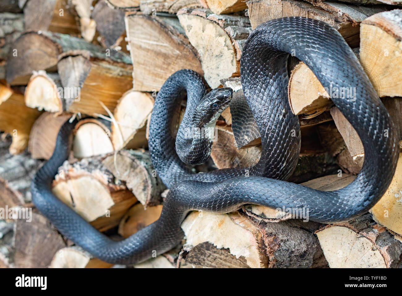 A beautiful black rat snake curled up on a pile of split logs Stock ...