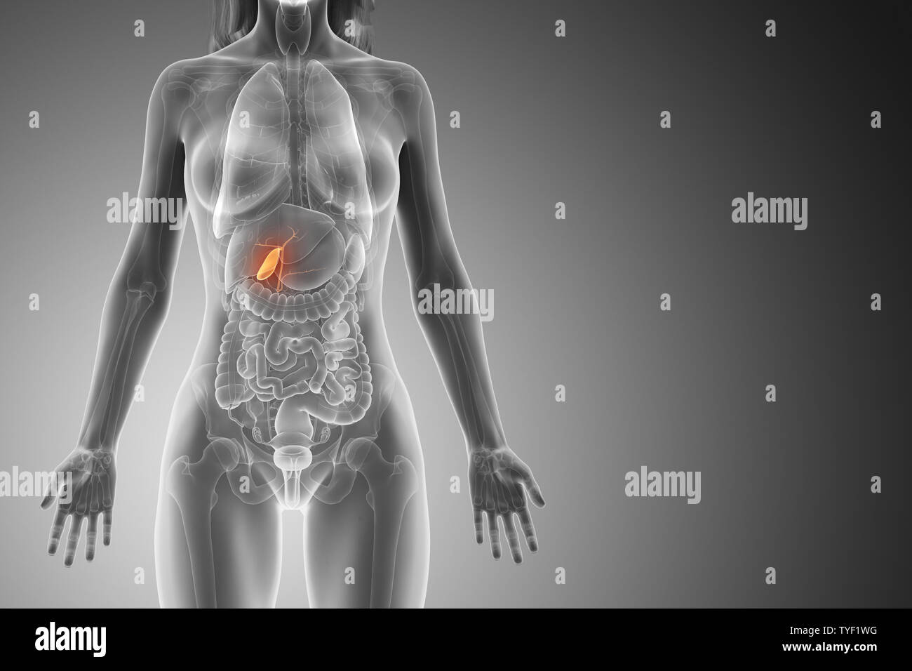 3d rendered medically accurate illustration of a womans gallbladder ...