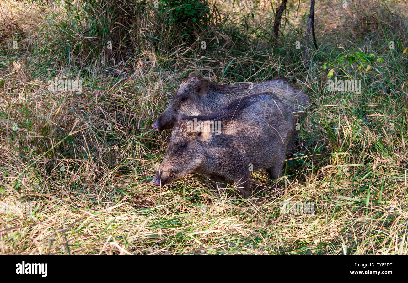 Reserve of india hi-res stock photography and images - Alamy