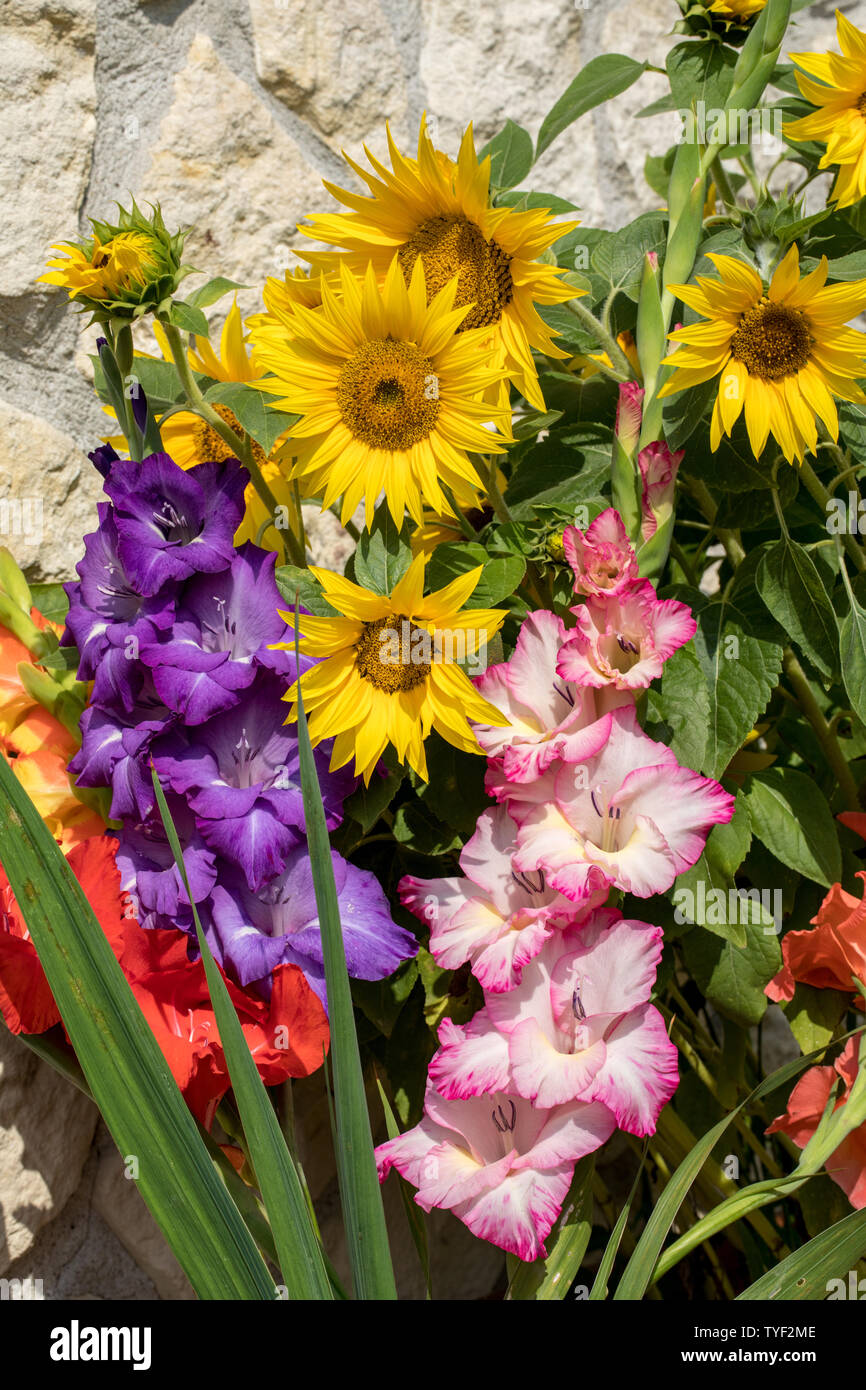 Yellow Gladiolus High Resolution Stock Photography and Images - Alamy