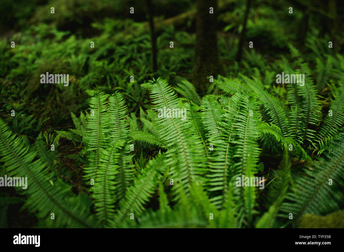 Lush ferns and large trees grow in the temperate rainforests on ...