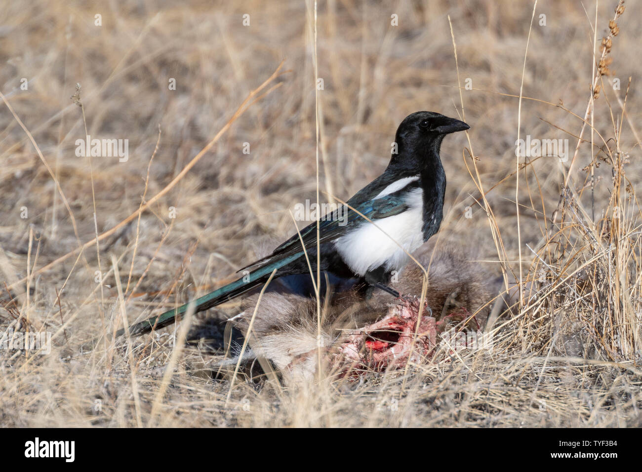Black-billed Magpie on carrion. Rocky Mountain National Park, Colorado ...