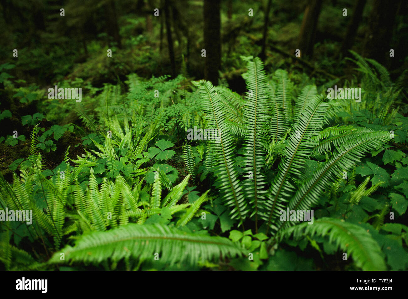 Lush ferns and large trees grow in the temperate rainforests on ...