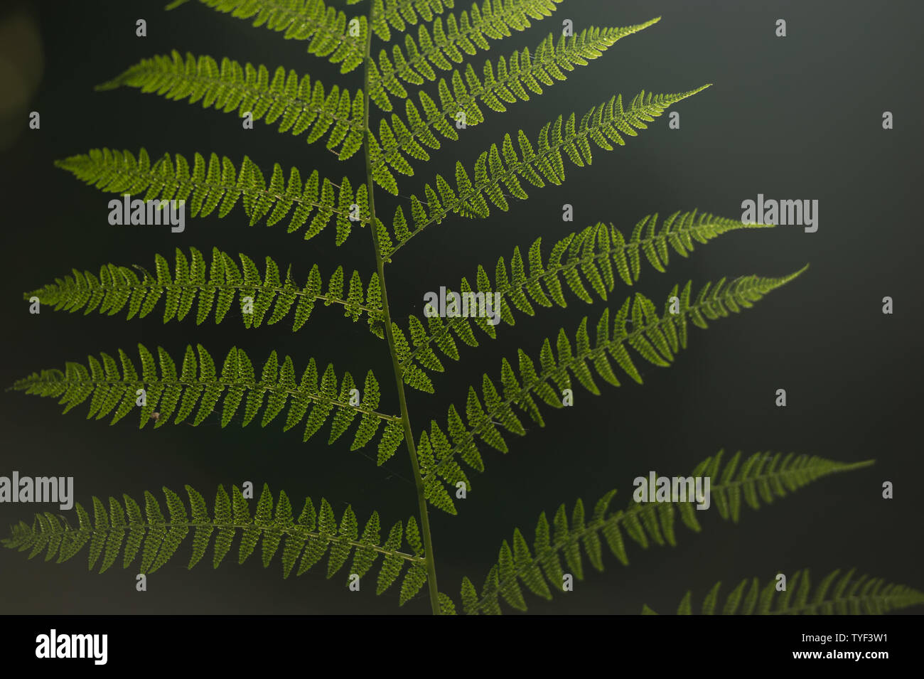 Lush ferns and large trees grow in the temperate rainforests on ...