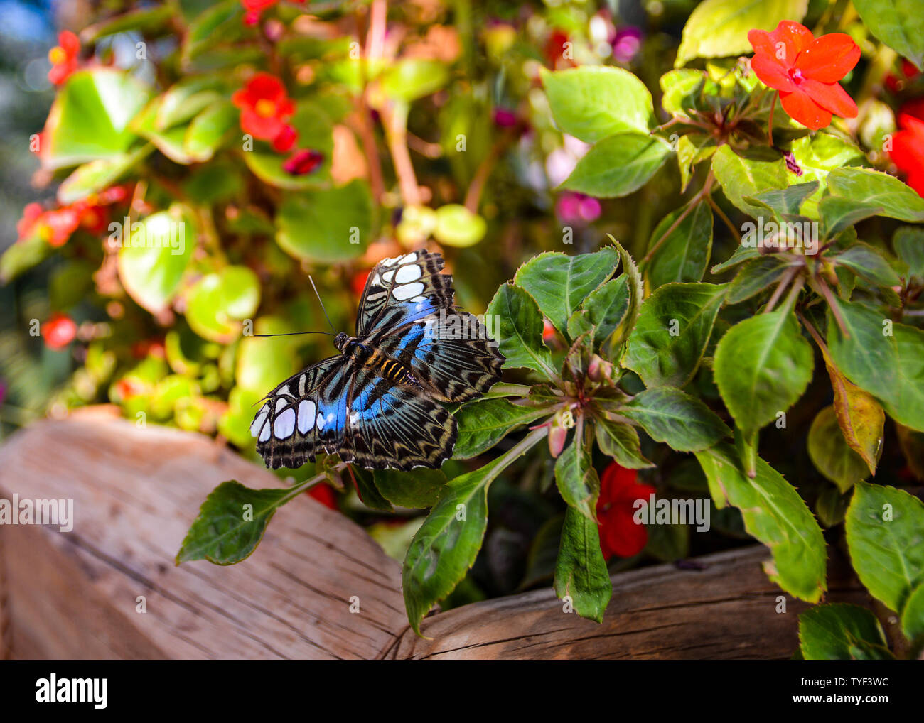 Tropical blue butterfly, tropical species Stock Photo - Alamy