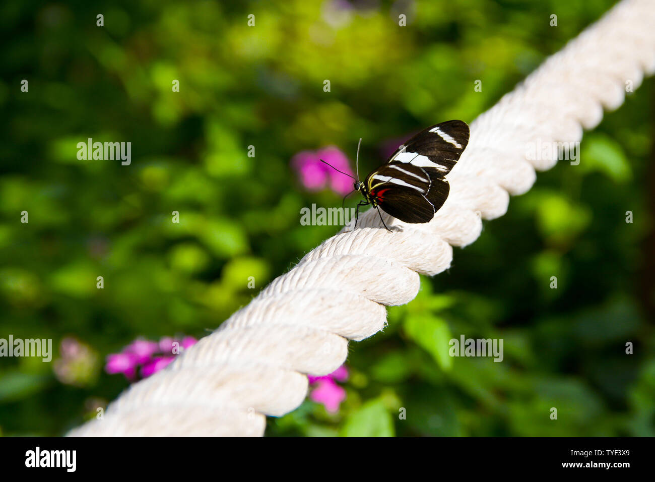 Exotic butterfly species hi-res stock photography and images - Alamy