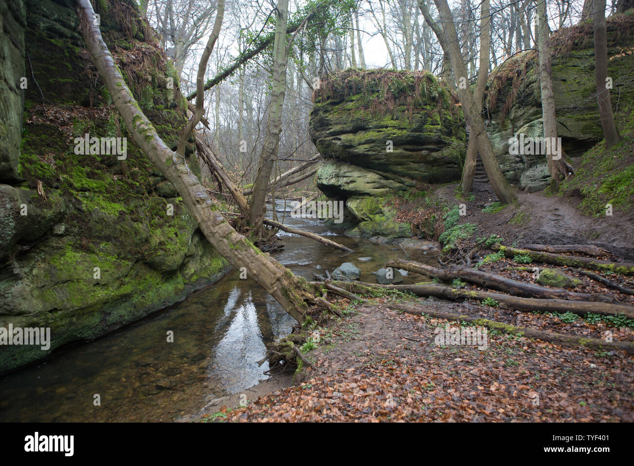 Druids and forest hi-res stock photography and images - Alamy