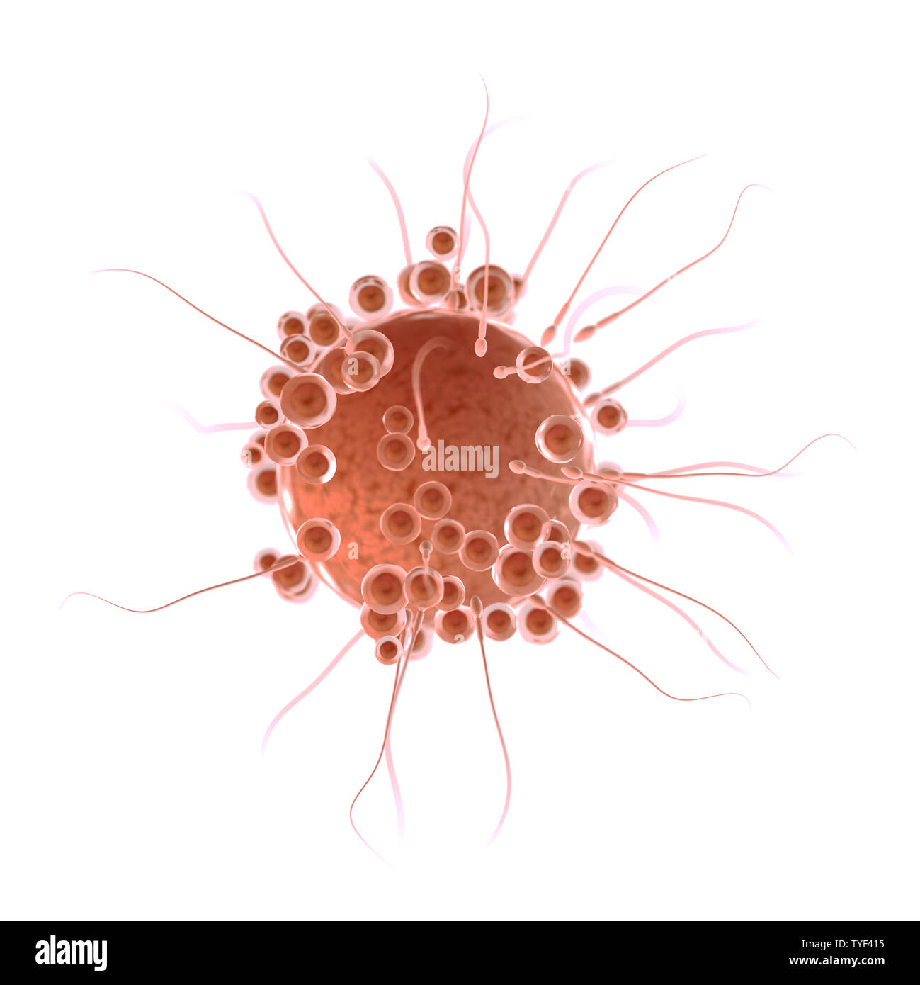 3d rendered illustration of a swarm of sperms trying to fertilize a ...