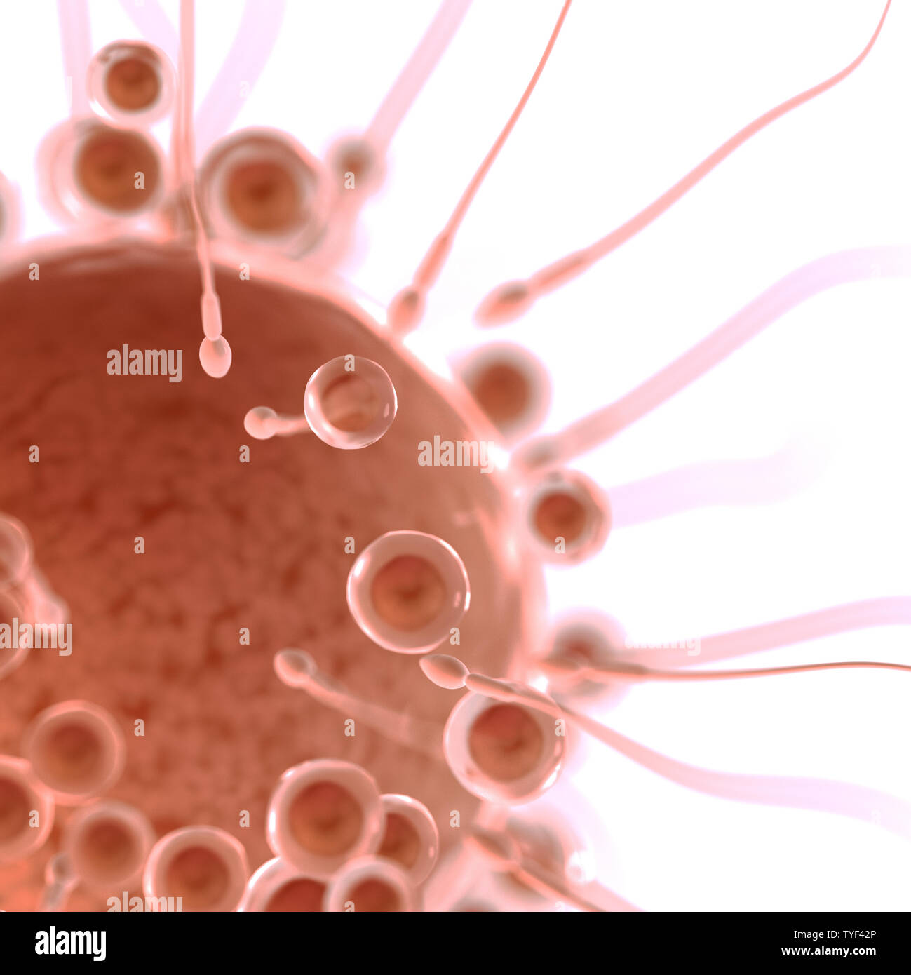 3d rendered illustration of a swarm of sperms trying to fertilize a ...