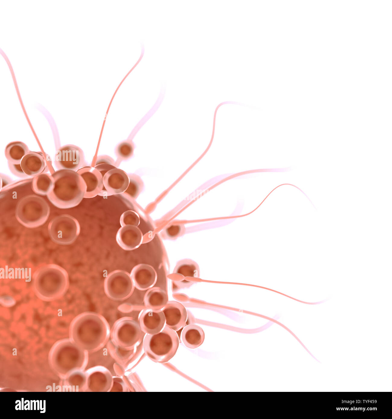 3d rendered illustration of a swarm of sperms trying to fertilize a ...