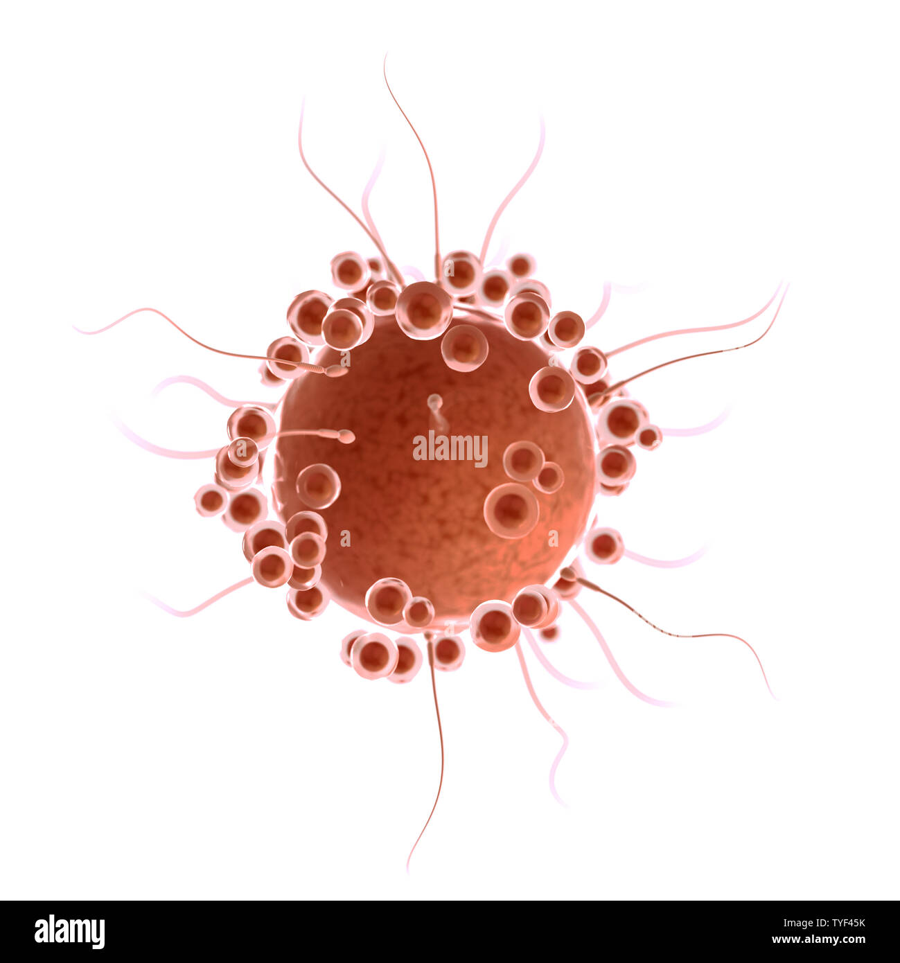 3d rendered illustration of a swarm of sperms trying to fertilize a ...