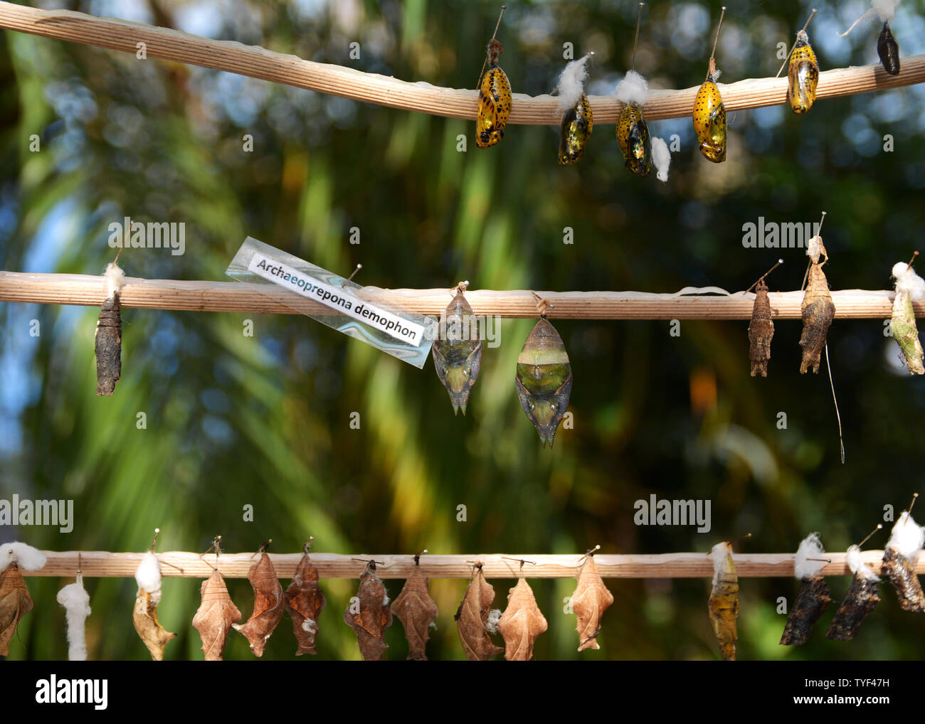 Cycle life .Process of metamorphosis of prepona butterfly ...