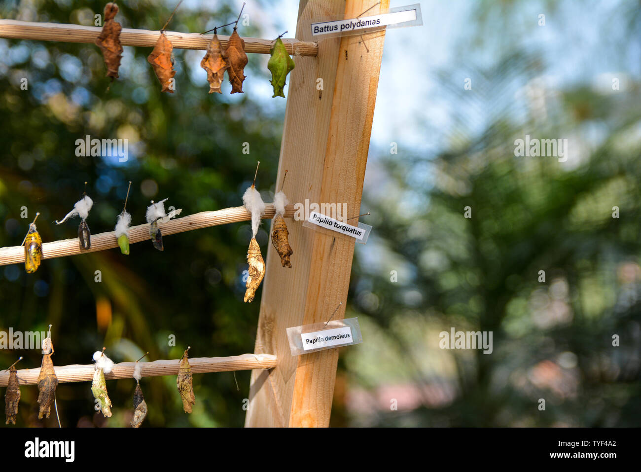 Cycle life .Process of metamorphosis Papillio butterfly Stock Photo - Alamy