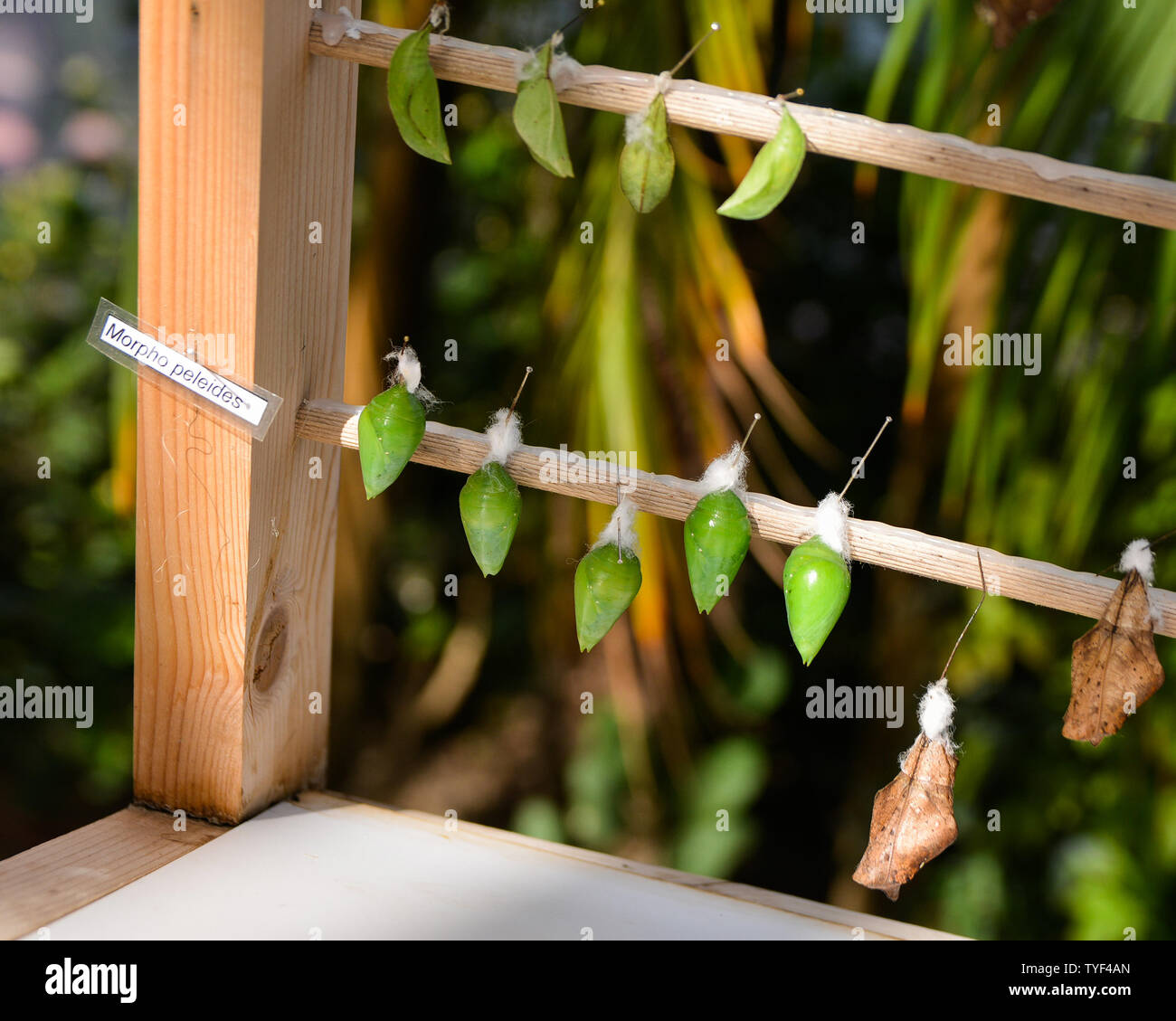 Cycle life .Process of metamorphosis Morpho Peleides butterfly Stock ...