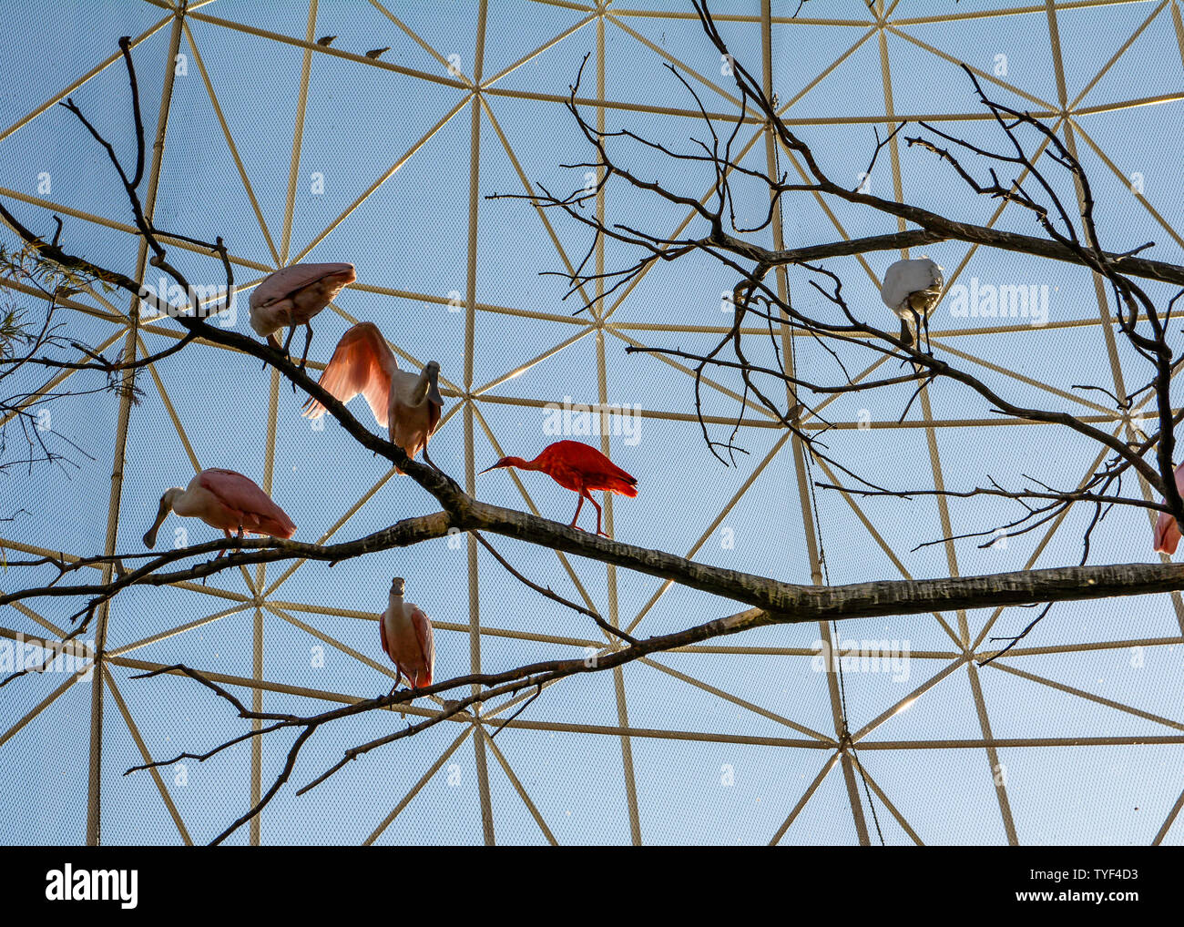 Complex birds hi-res stock photography and images - Alamy