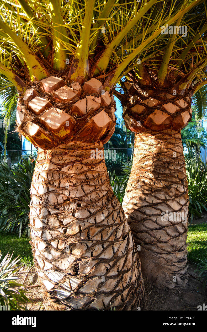 Palm tree strains in Valencia city, Spain Stock Photo - Alamy