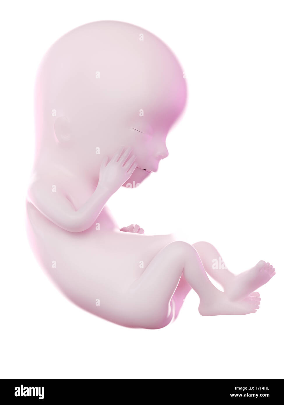 3d rendered illustration of a fetus week 12 Stock Photo - Alamy