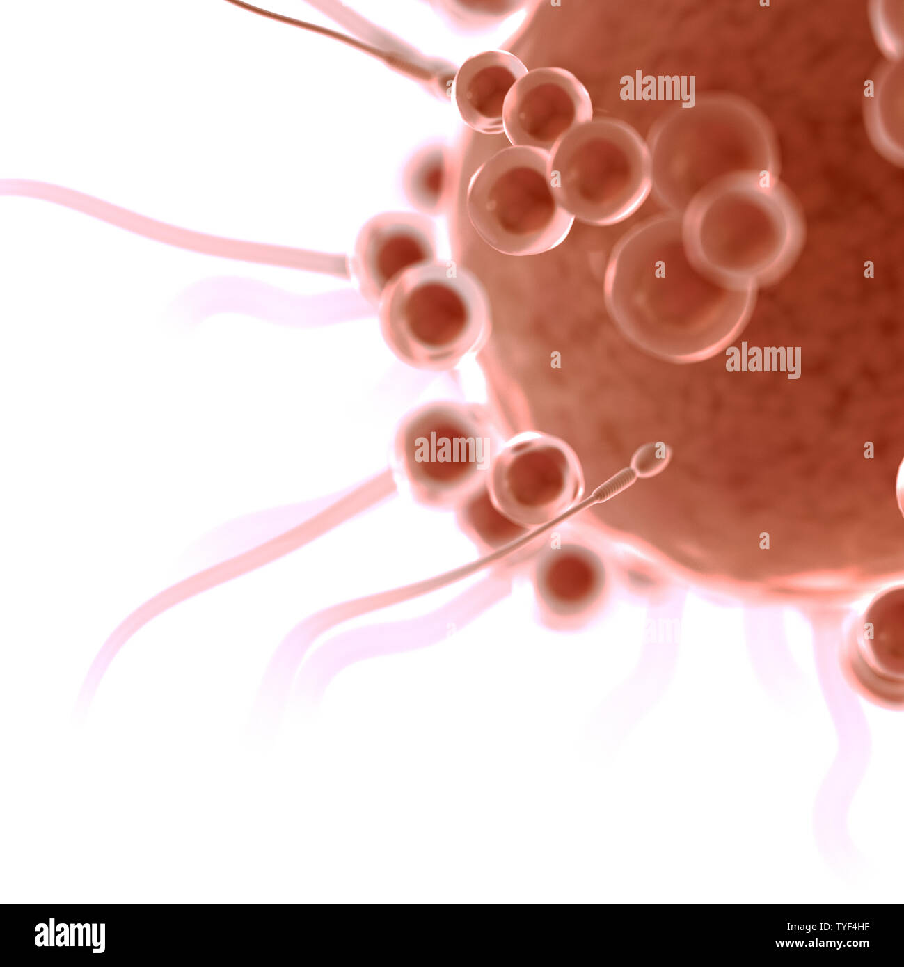 3d rendered illustration of a swarm of sperms trying to fertilize a ...