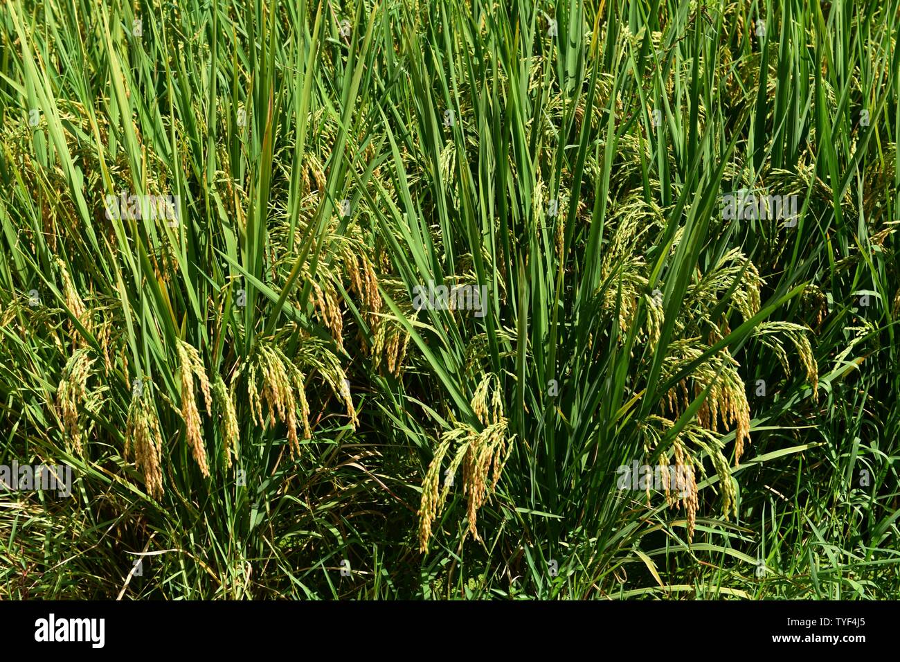 Spike of rice Stock Photo - Alamy