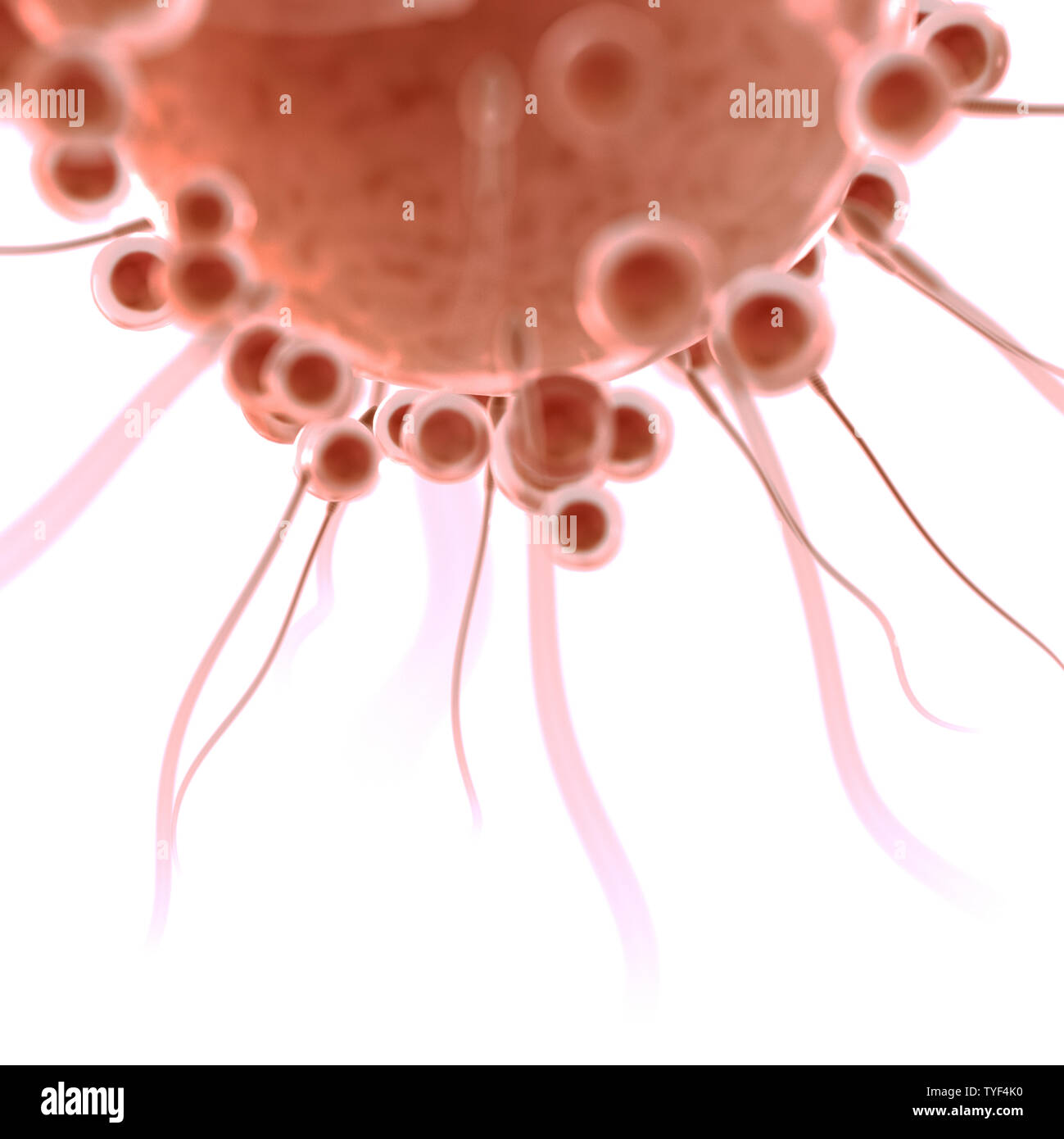 3d rendered illustration of a swarm of sperms trying to fertilize a ...