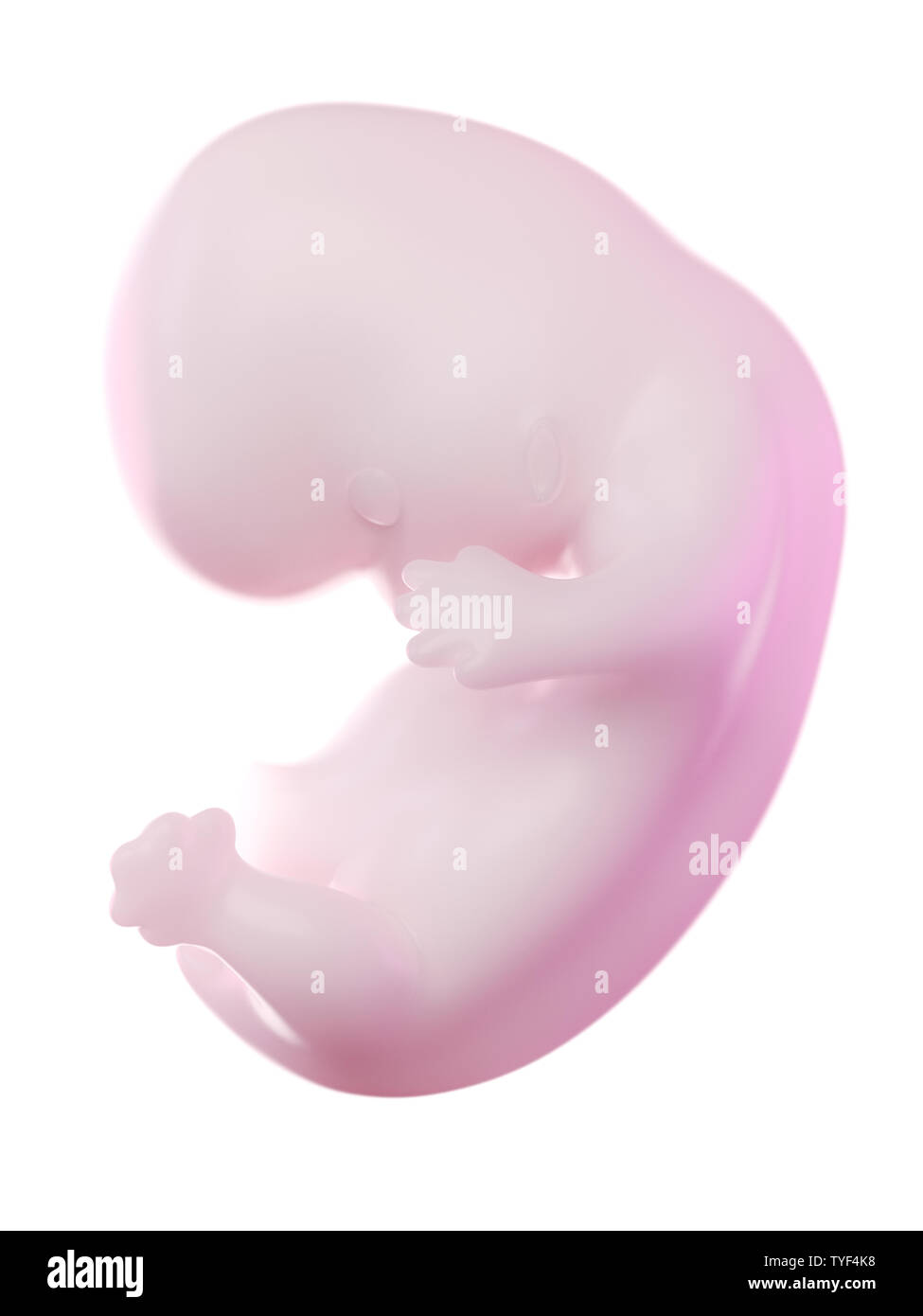 Human embryo 8 week hi-res stock photography and images - Alamy